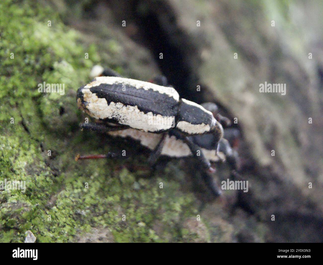 (Heilipus gibbus) Insecta Stock Photo - Alamy