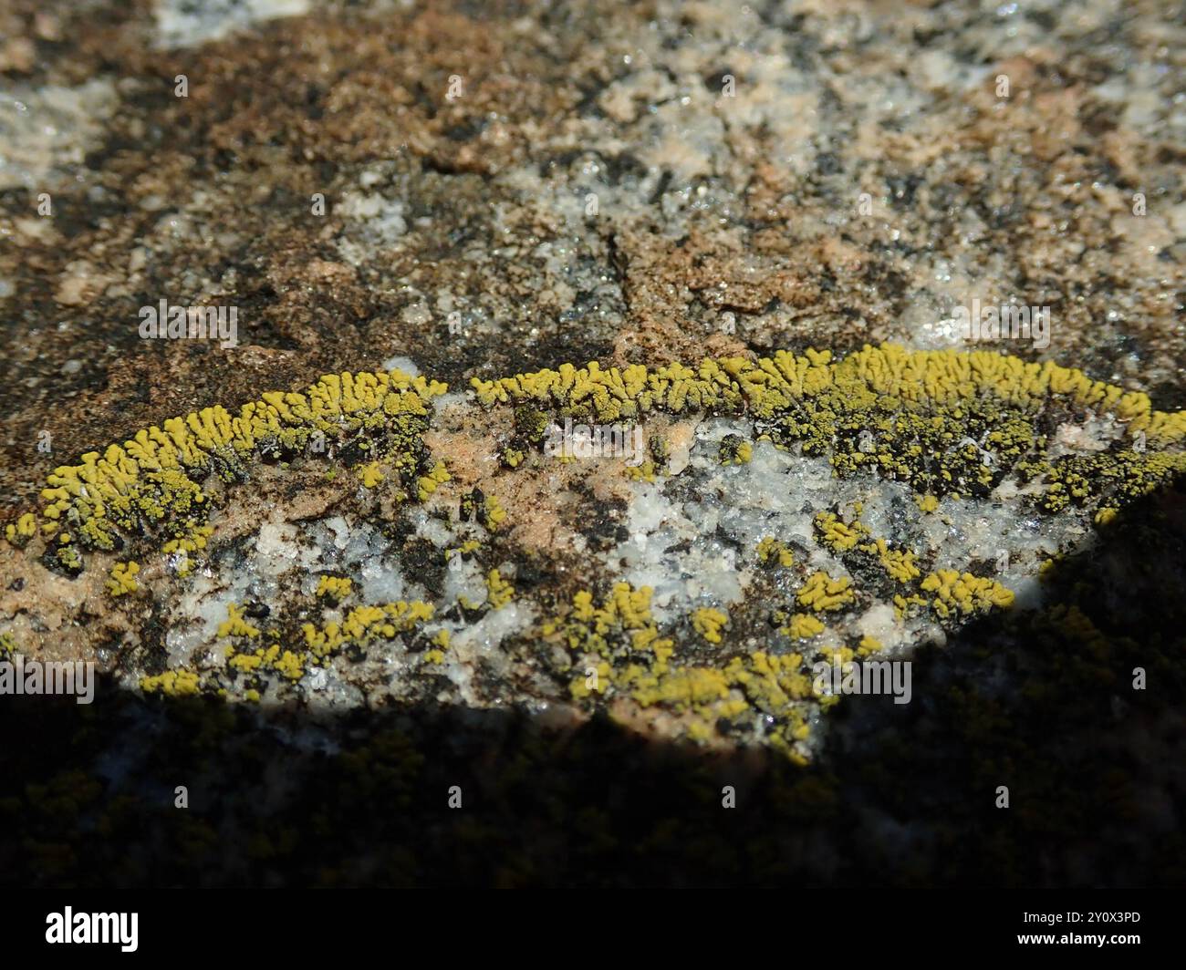 Ringed Firedot Lichen (Polycauliona verruculifera) Fungi Stock Photo ...