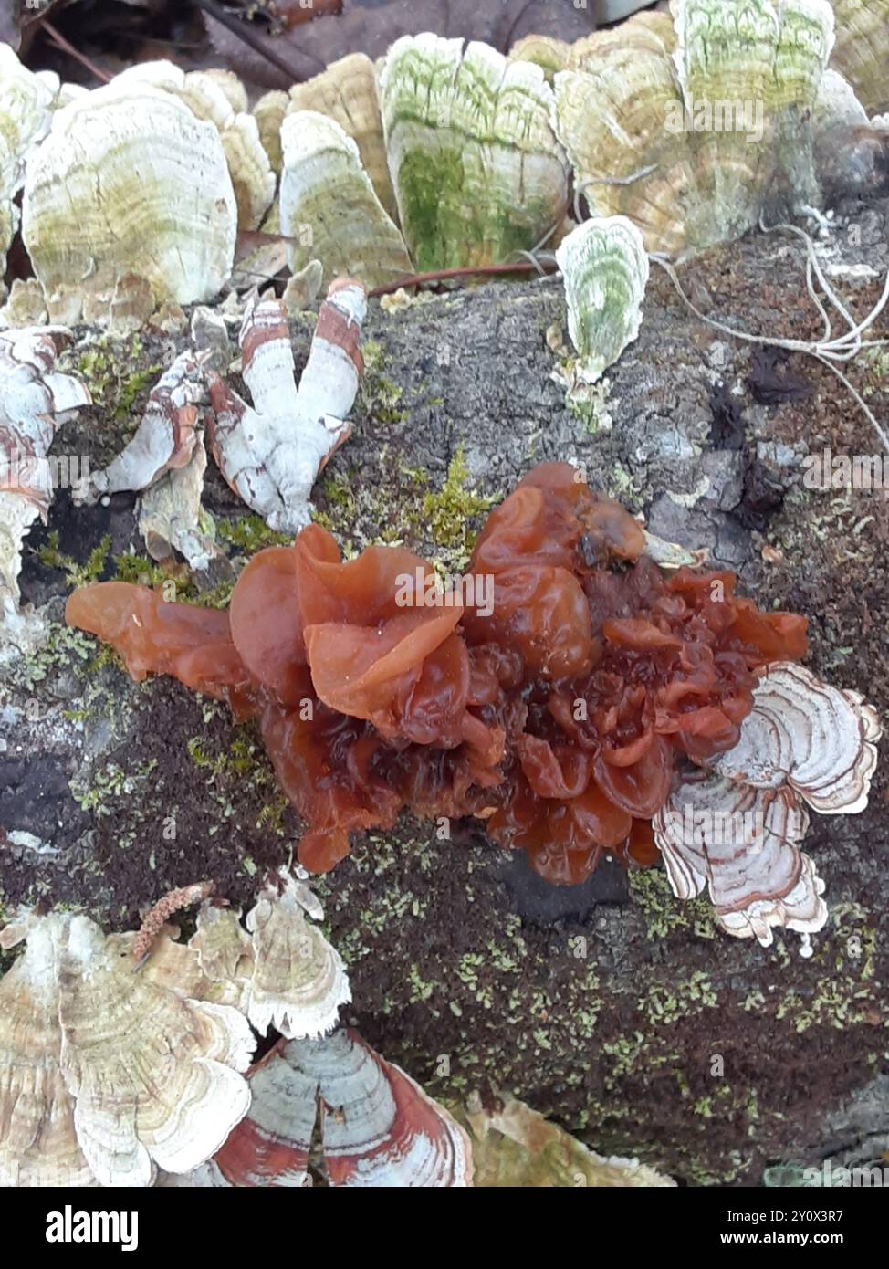 Leafy Brain (Phaeotremella foliacea) Fungi Stock Photo - Alamy