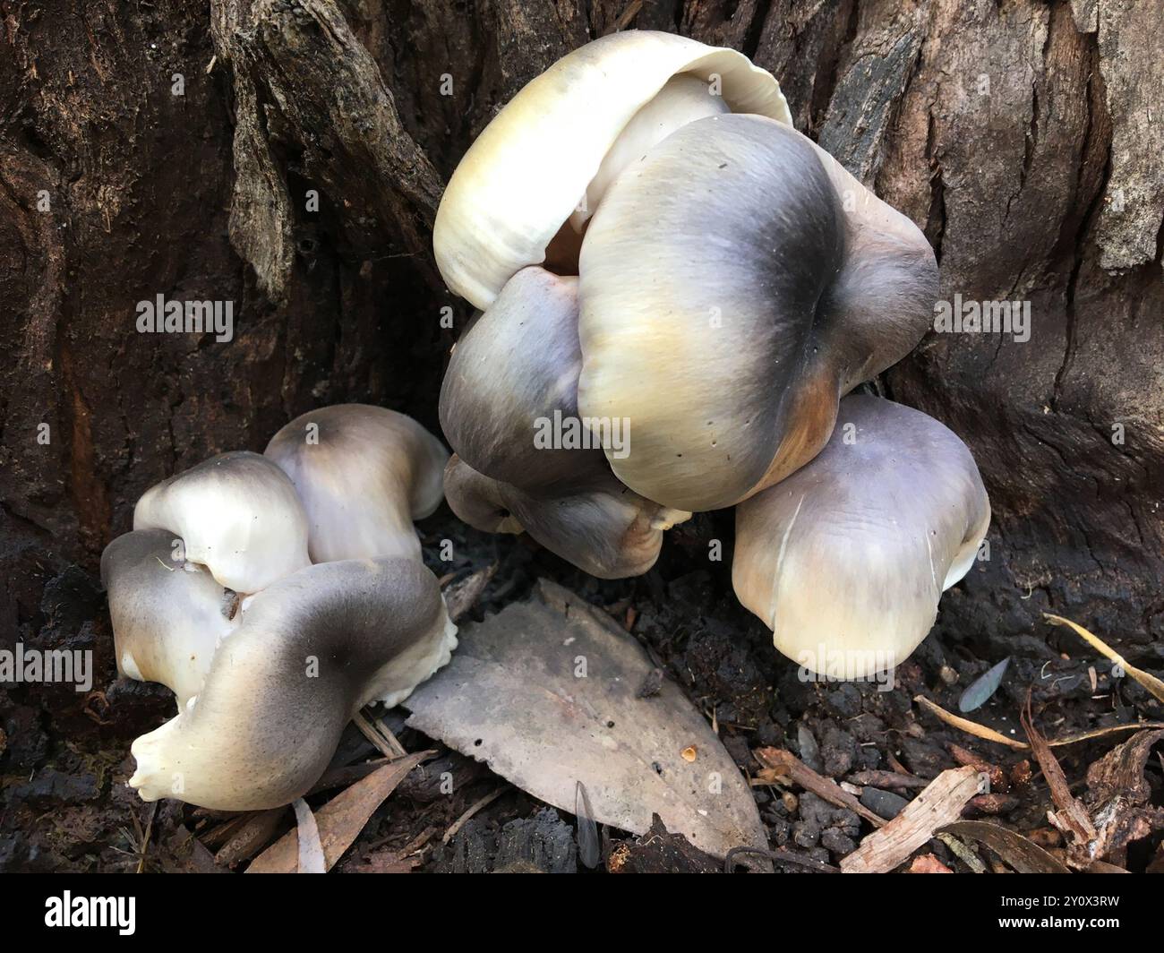 ghost fungus (Omphalotus nidiformis) Fungi Stock Photo - Alamy
