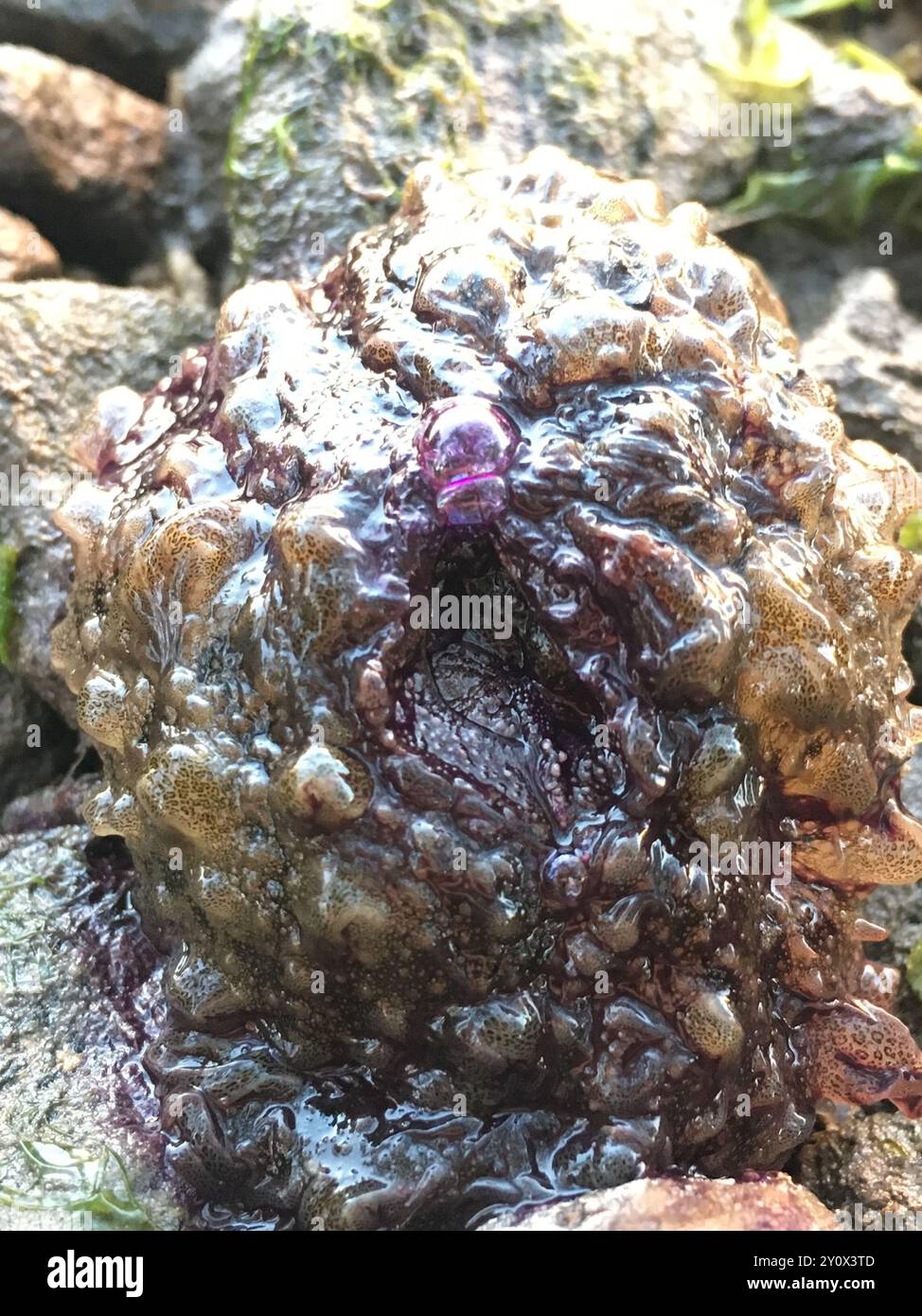 Sea Hares and Akera Snails (Aplysiida) Mollusca Stock Photo - Alamy
