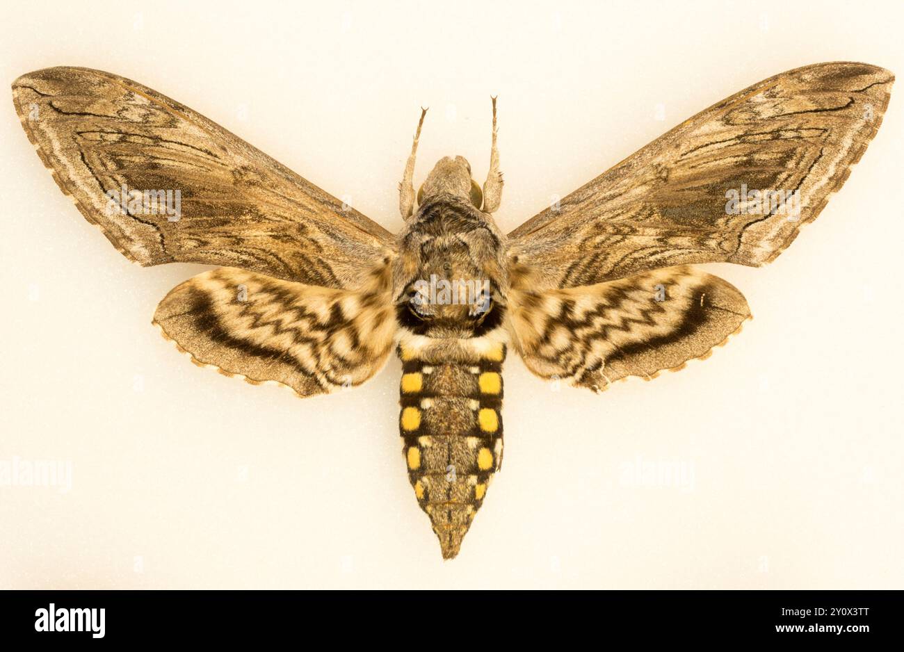 Five spotted hawk moth hi-res stock photography and images - Alamy