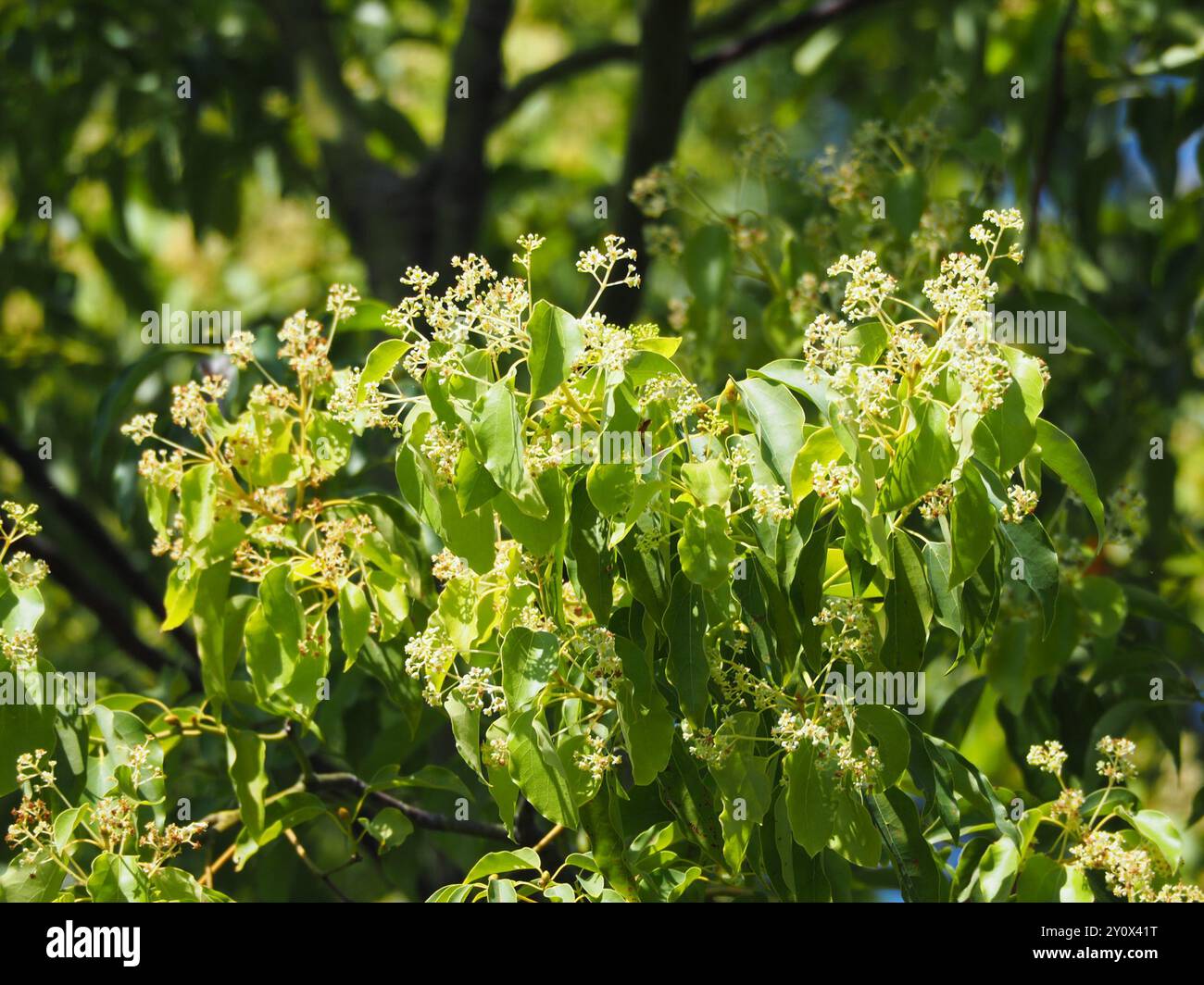 Camphor Tree (Cinnamomum camphora) Plantae Stock Photo - Alamy