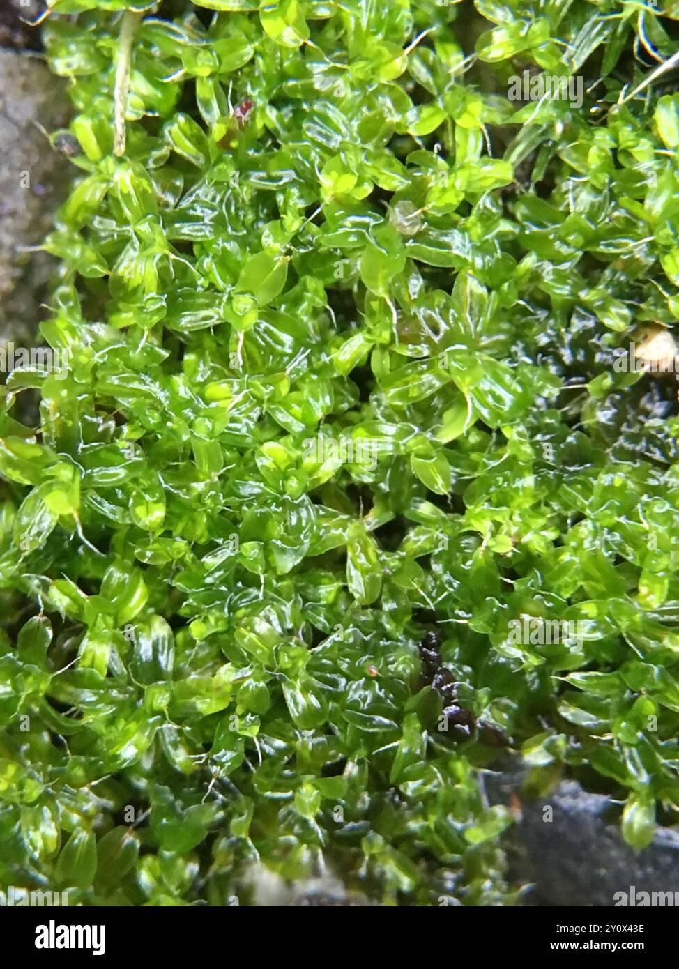 Marbled Screw-moss (Syntrichia papillosa) Plantae Stock Photo - Alamy