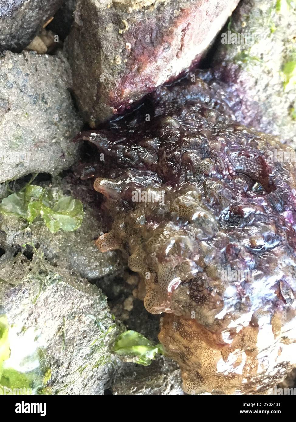 Sea Hares and Akera Snails (Aplysiida) Mollusca Stock Photo - Alamy