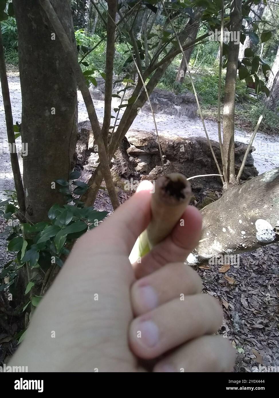 Mexican Bromeliad Weevil (Metamasius callizona) Insecta Stock Photo - Alamy