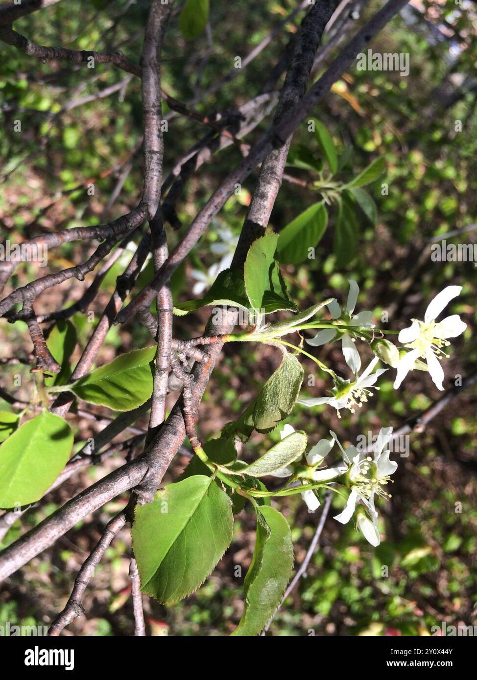 Running Serviceberry (Amelanchier stolonifera) Plantae Stock Photo - Alamy