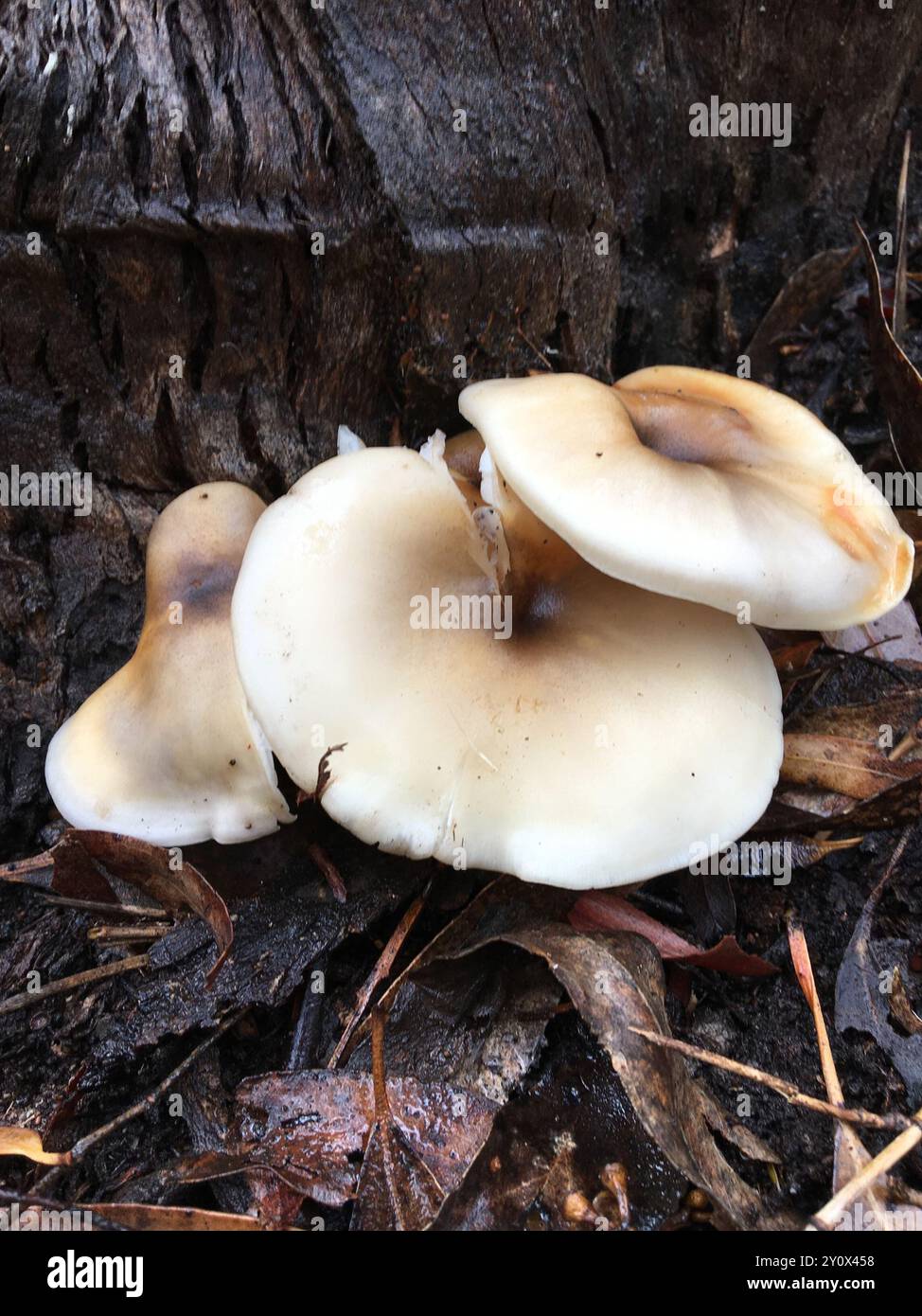ghost fungus (Omphalotus nidiformis) Fungi Stock Photo - Alamy