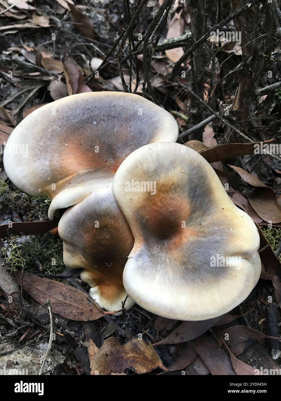 ghost fungus (Omphalotus nidiformis) Fungi Stock Photo - Alamy