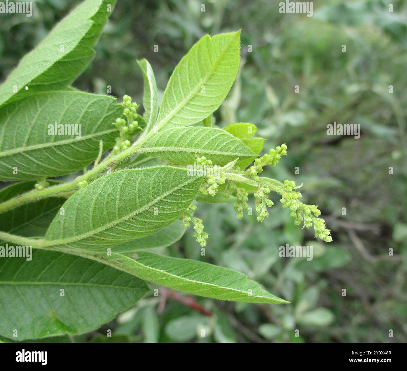 Rhus pyroides hi-res stock photography and images - Alamy