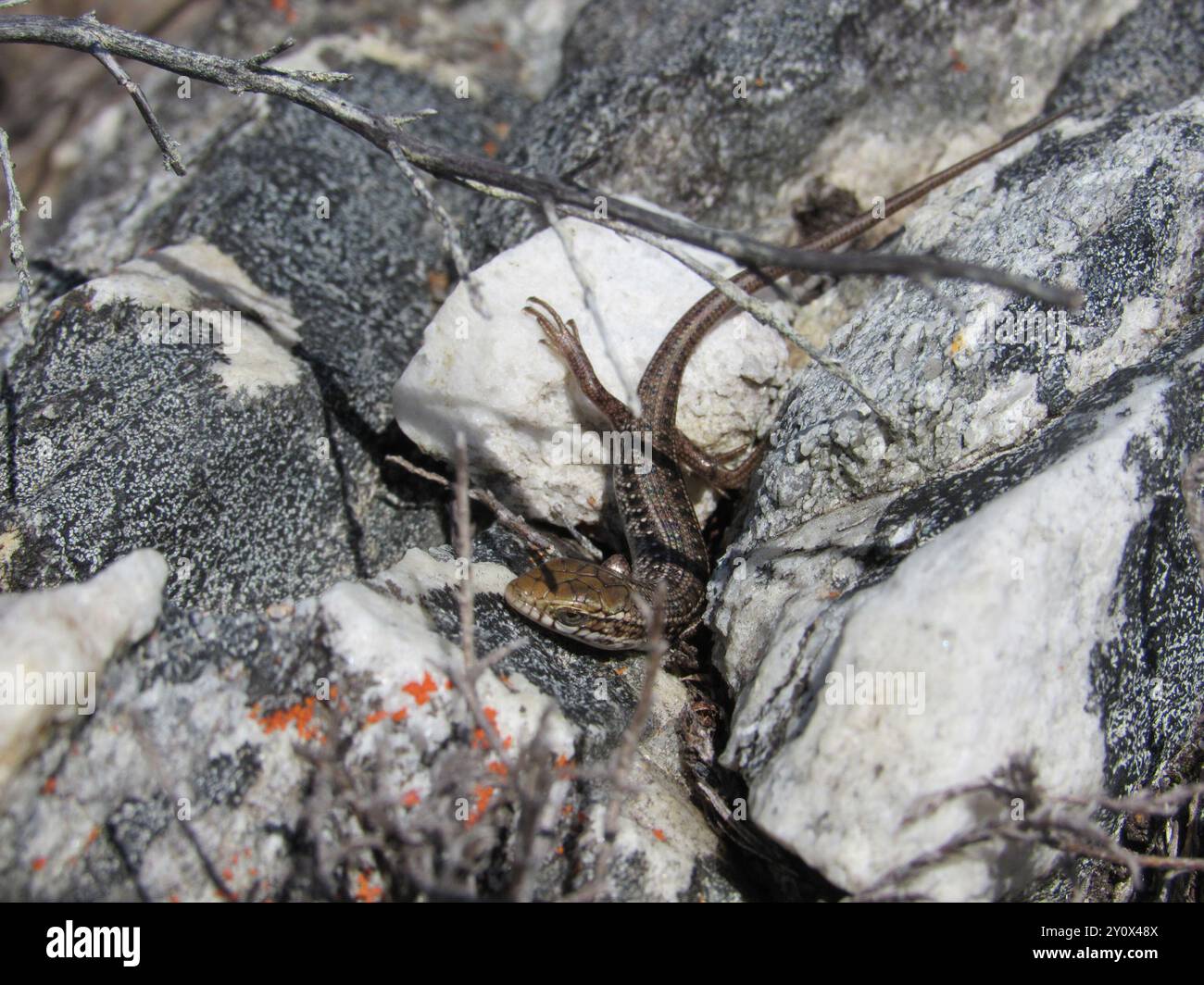 Cape Skink (Trachylepis capensis) Reptilia Stock Photo - Alamy