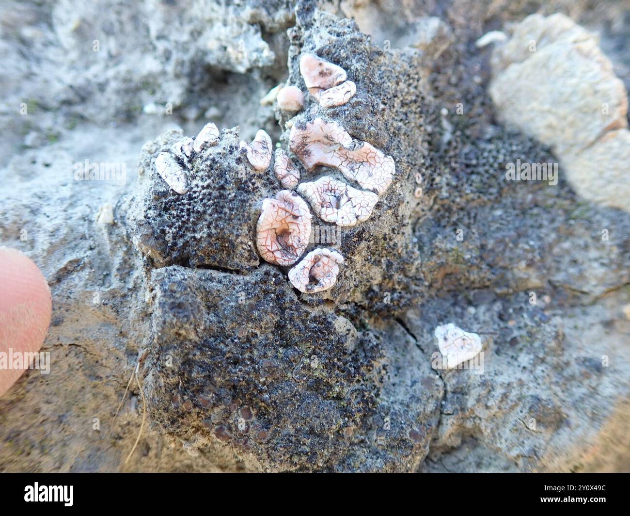 Blushing Scale (Psora decipiens) Fungi Stock Photo - Alamy