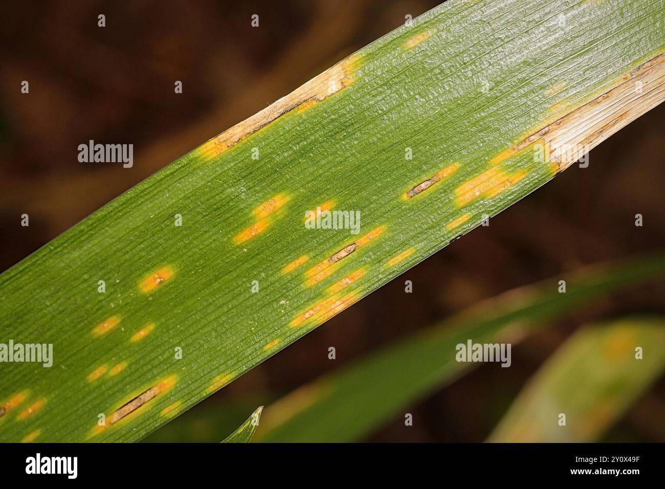 iris rust (Puccinia iridis) Fungi Stock Photo - Alamy