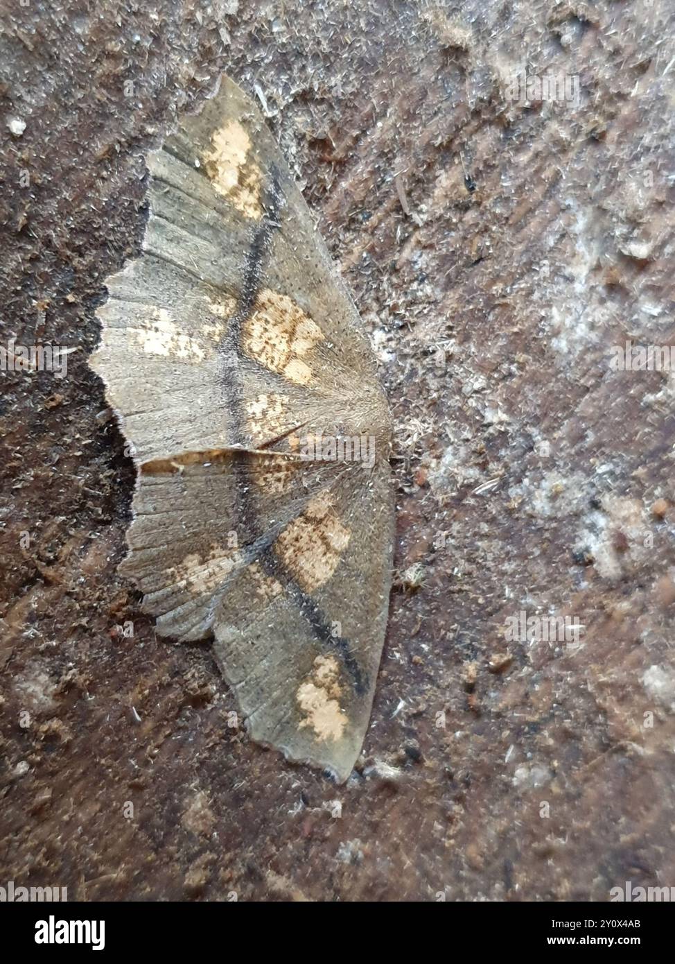Tarata Looper (Xyridacma ustaria) Insecta Stock Photo - Alamy