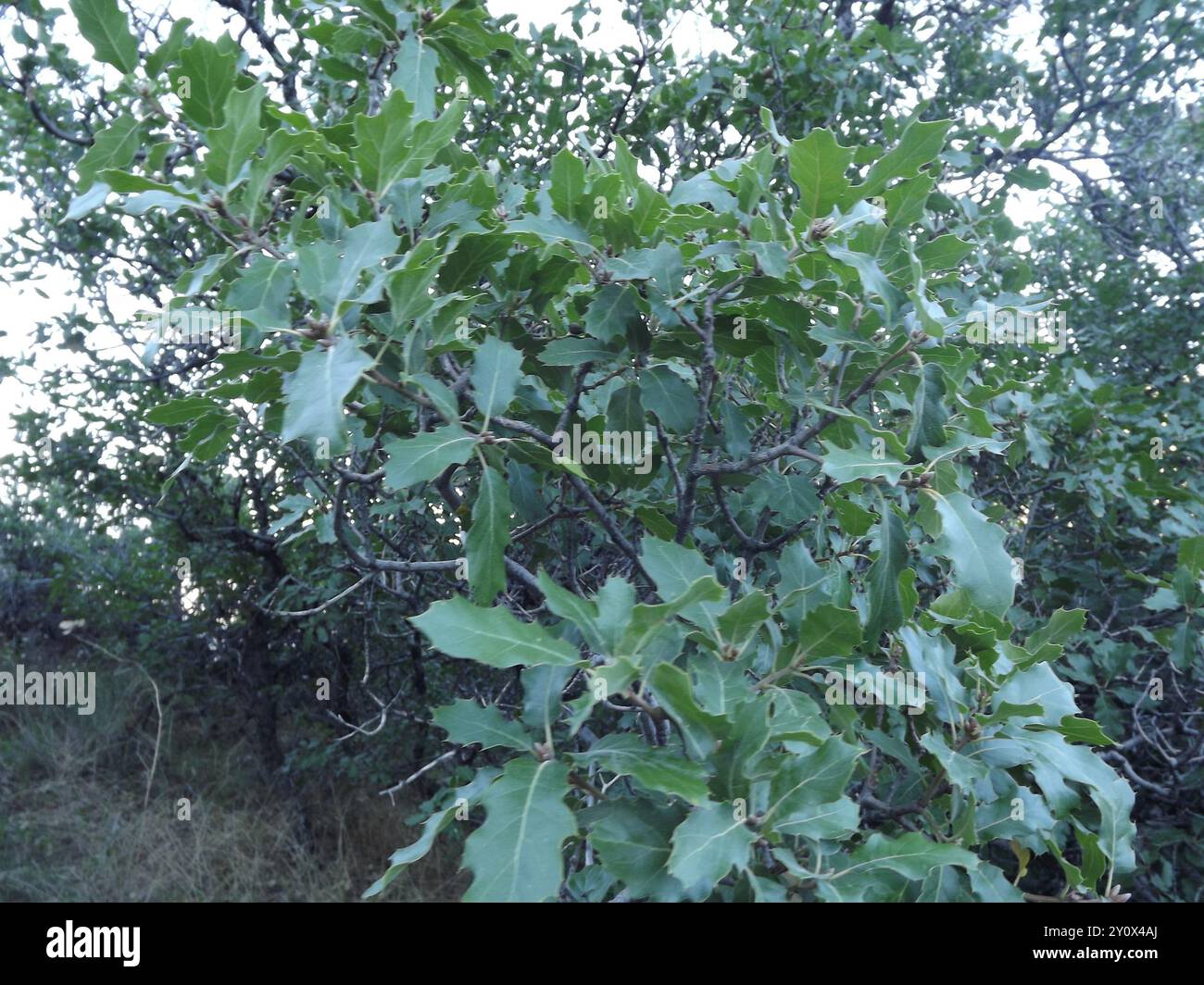 Oracle Oak (Quercus × morehus) Plantae Stock Photo - Alamy