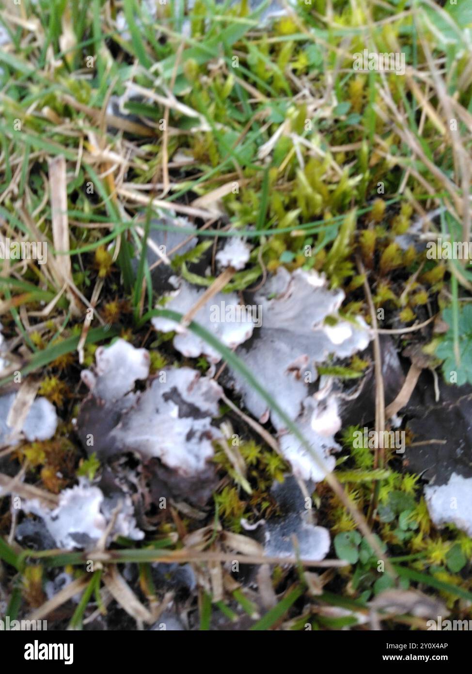 dog pelt lichen (Peltigera canina) Fungi Stock Photo - Alamy