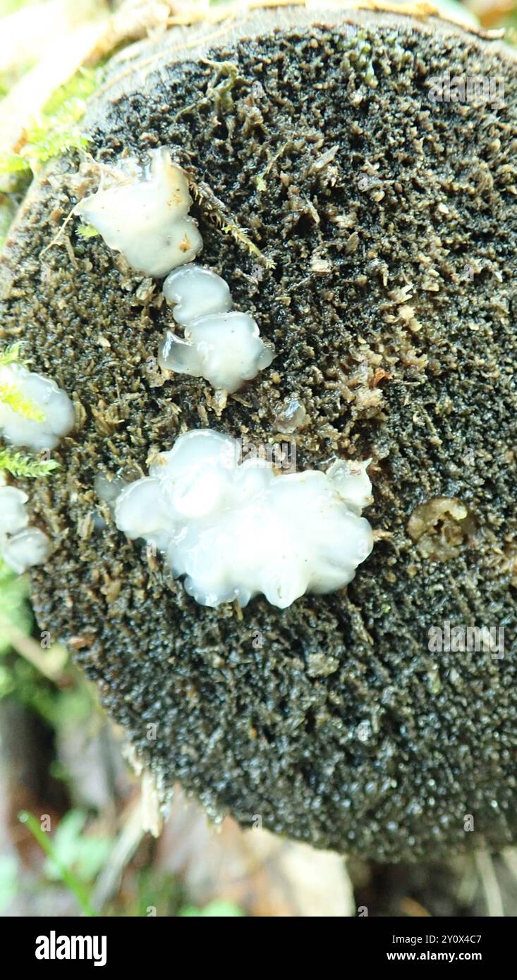 Crystal Brain Fungus (Myxarium nucleatum) Fungi Stock Photo - Alamy