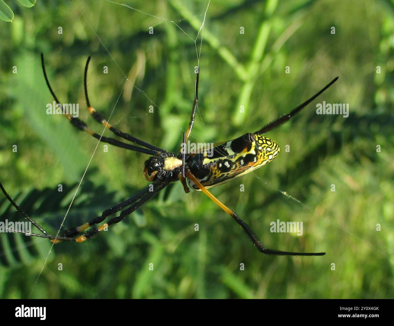 banded-legged golden orb-web spider (Trichonephila senegalensis ...