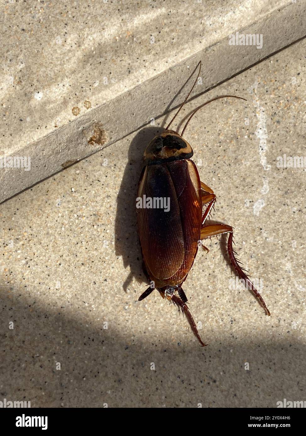 Australian Cockroach (Periplaneta australasiae) Insecta Stock Photo - Alamy