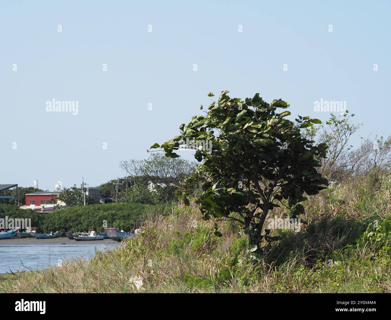 Indian beech tree (Millettia pinnata) Plantae Stock Photo - Alamy
