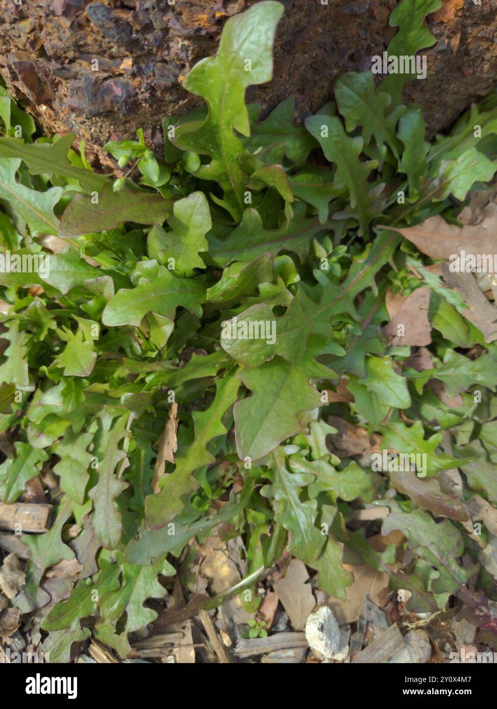 Smooth Cat's Ear (Hypochaeris glabra) Plantae Stock Photo - Alamy