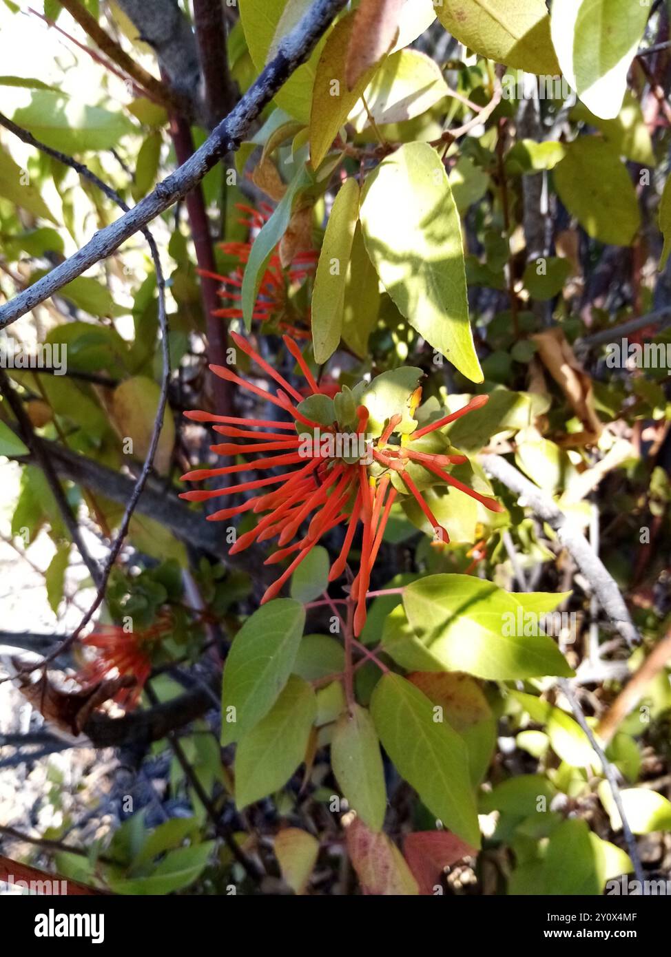 Quintral (Tristerix corymbosus) Plantae Stock Photo - Alamy