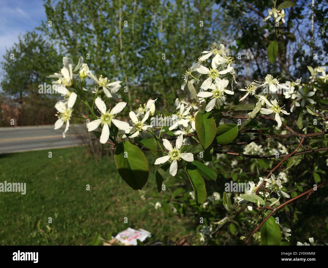 Running Serviceberry (Amelanchier stolonifera) Plantae Stock Photo - Alamy