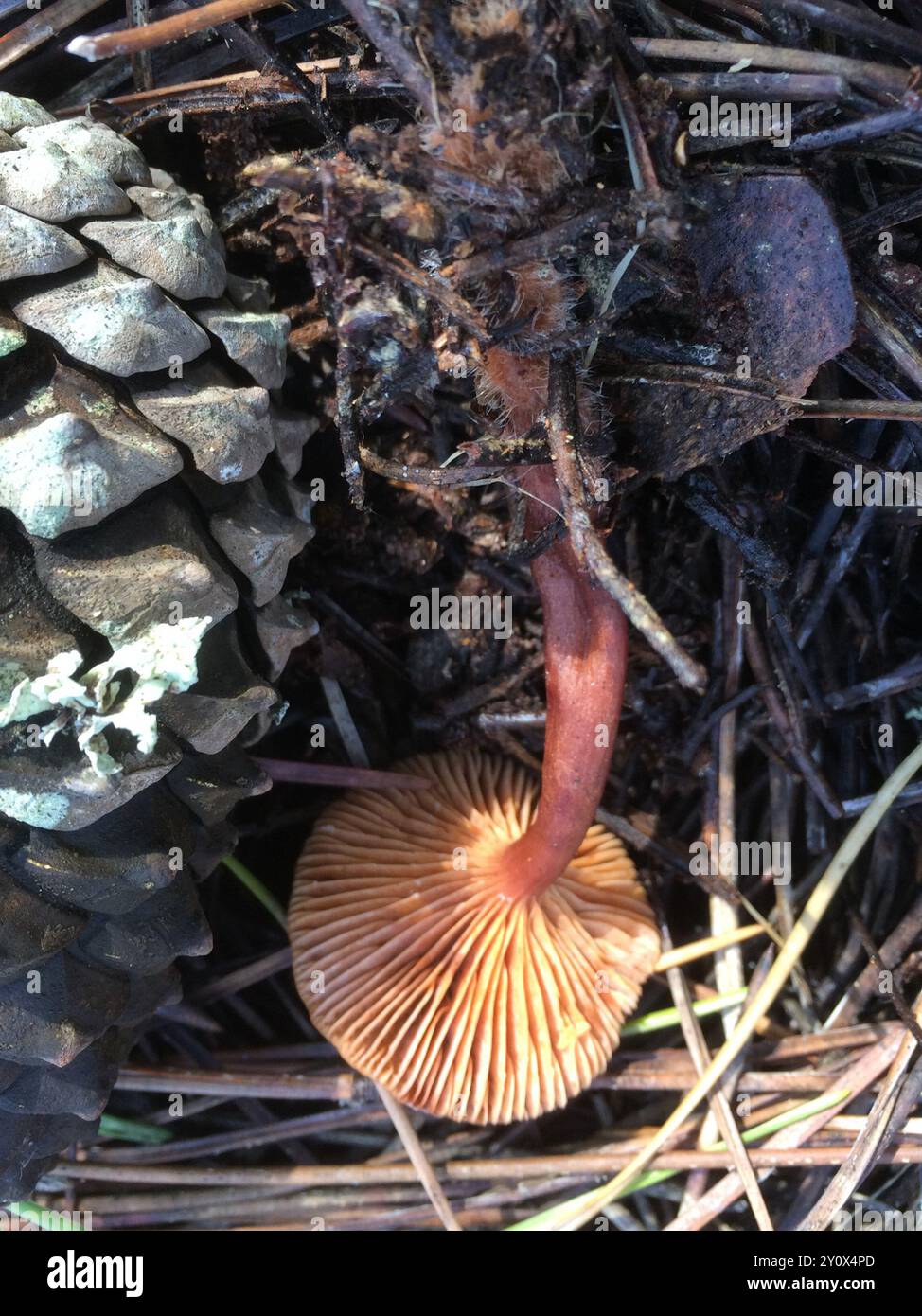 Common Milkcaps (Lactarius) Fungi Stock Photo - Alamy