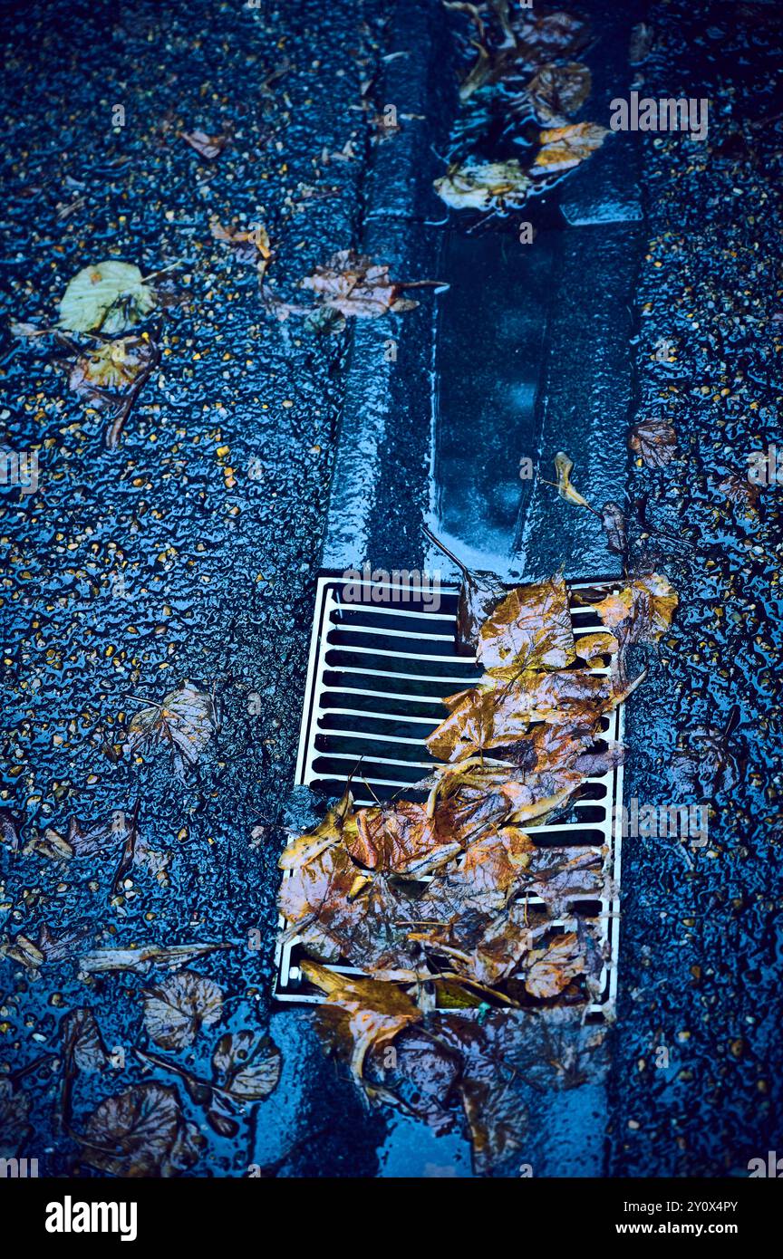 Autumn leaves begin to block a drain during heavy rainfall Stock Photo ...