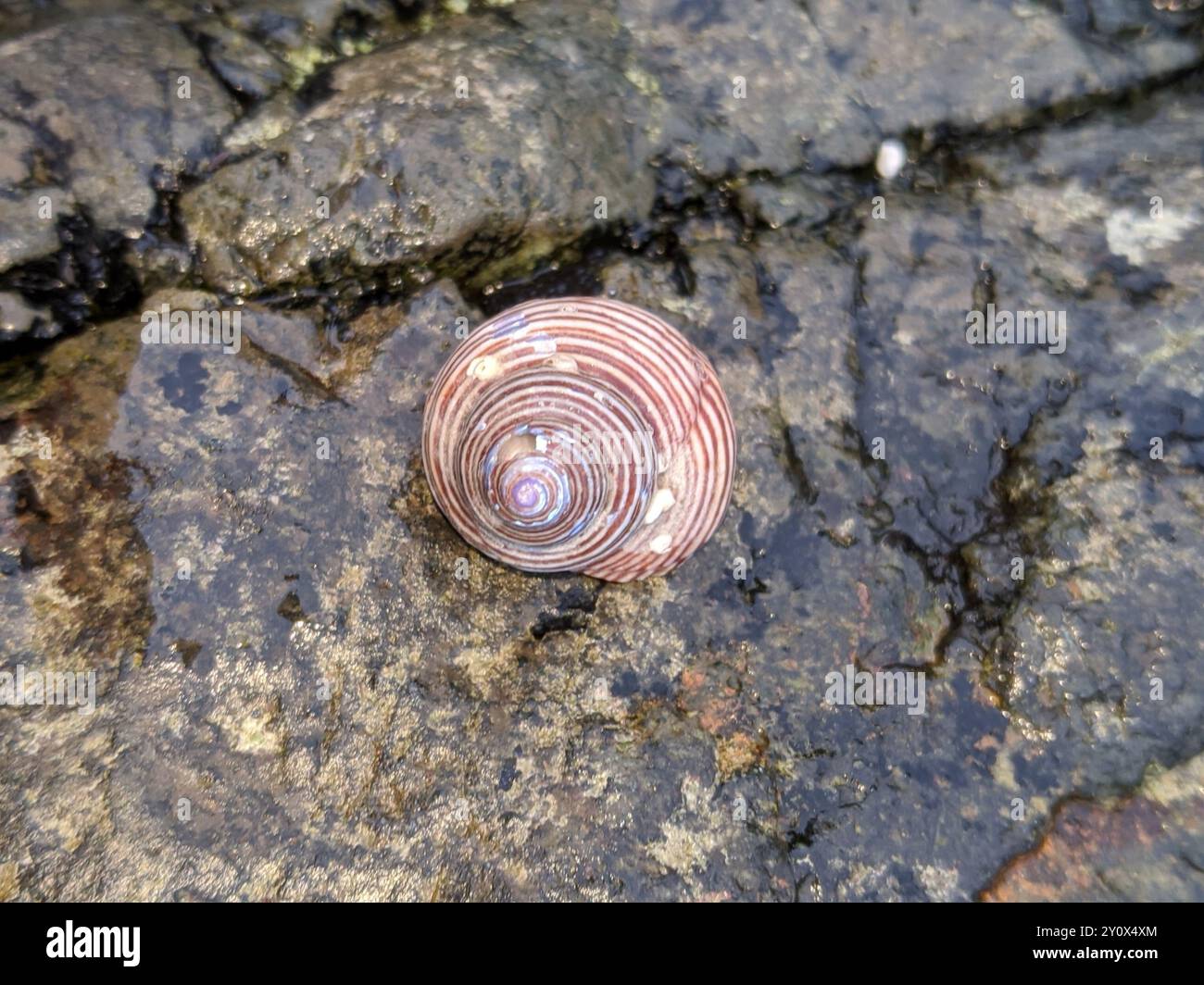 Blue-Ringed Top Snail (Calliostoma ligatum) Mollusca Stock Photo - Alamy