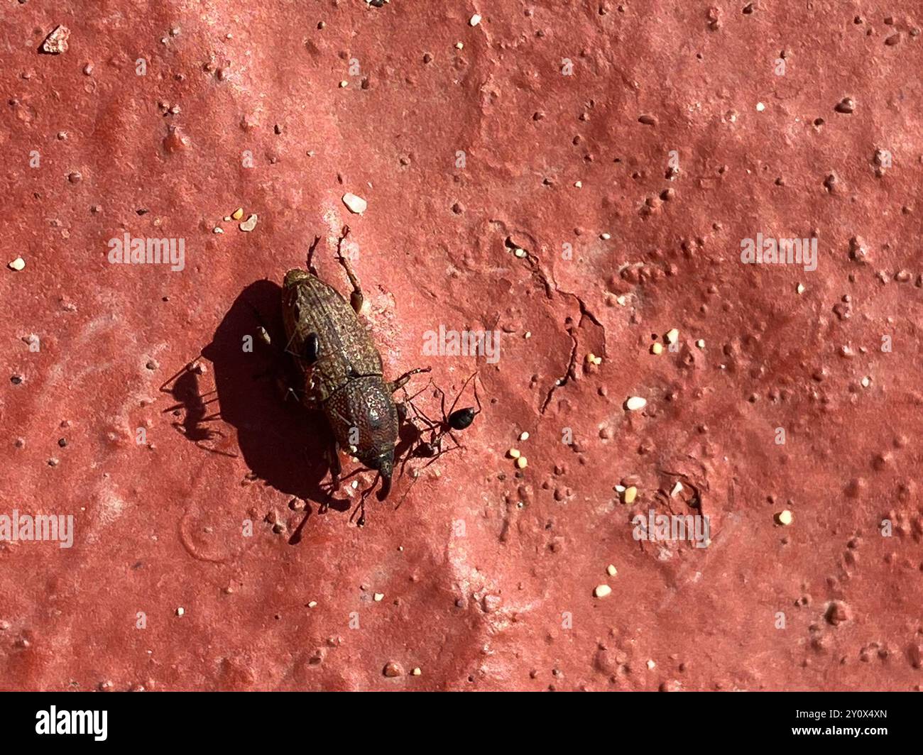 Hunting Billbug (Sphenophorus venatus) Insecta Stock Photo - Alamy