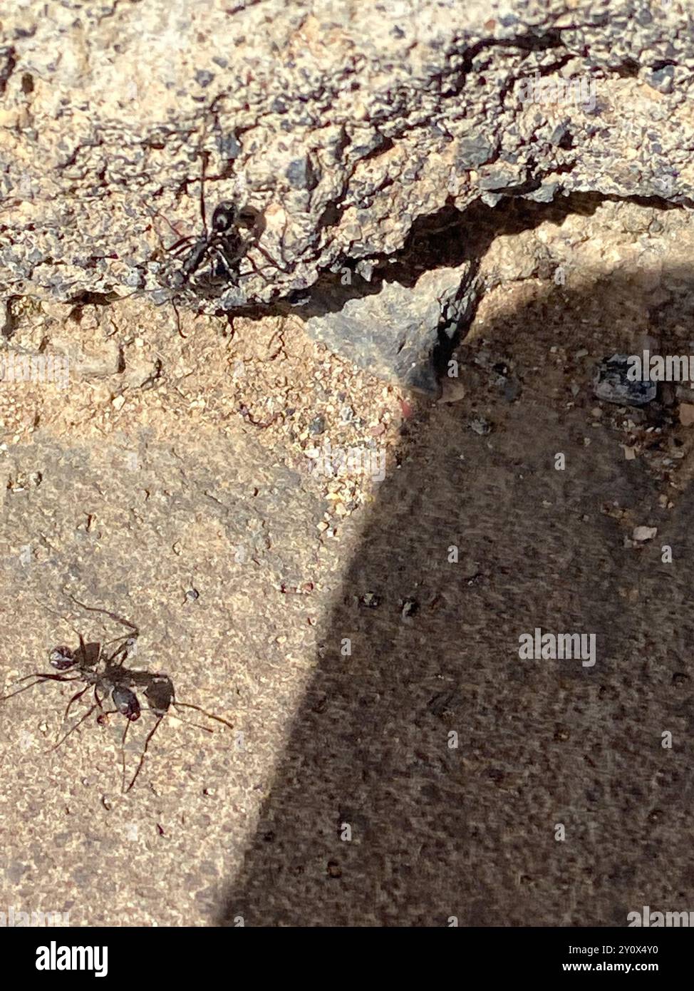 (Aphaenogaster senilis) Insecta Stock Photo - Alamy