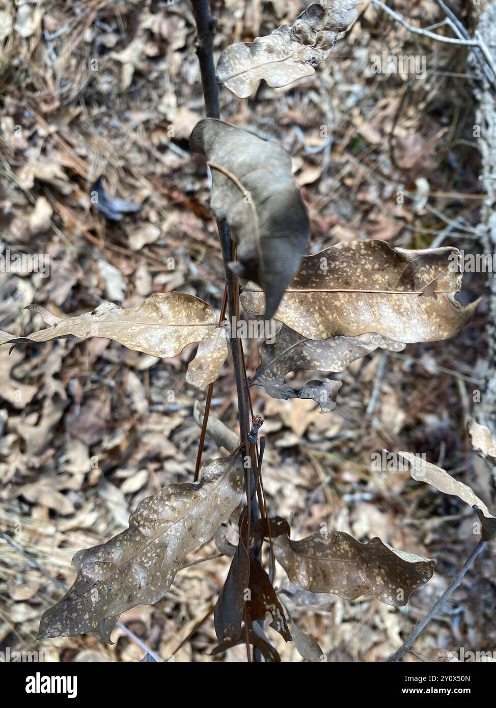 bluejack oak (Quercus incana) Plantae Stock Photo - Alamy
