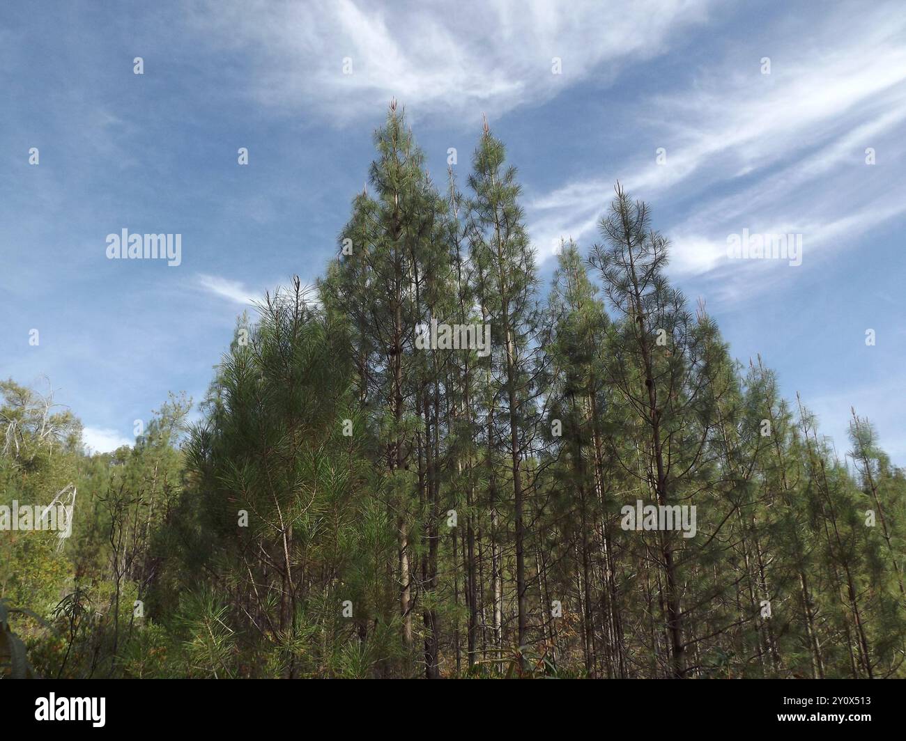 knobcone pine (Pinus attenuata) Plantae Stock Photo - Alamy
