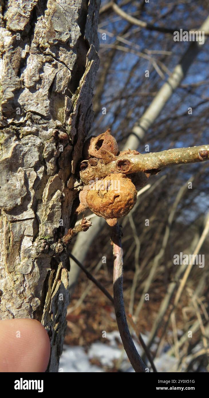 Oak Rough Bulletgall Wasp (Disholcaspis quercusmamma) Insecta Stock ...