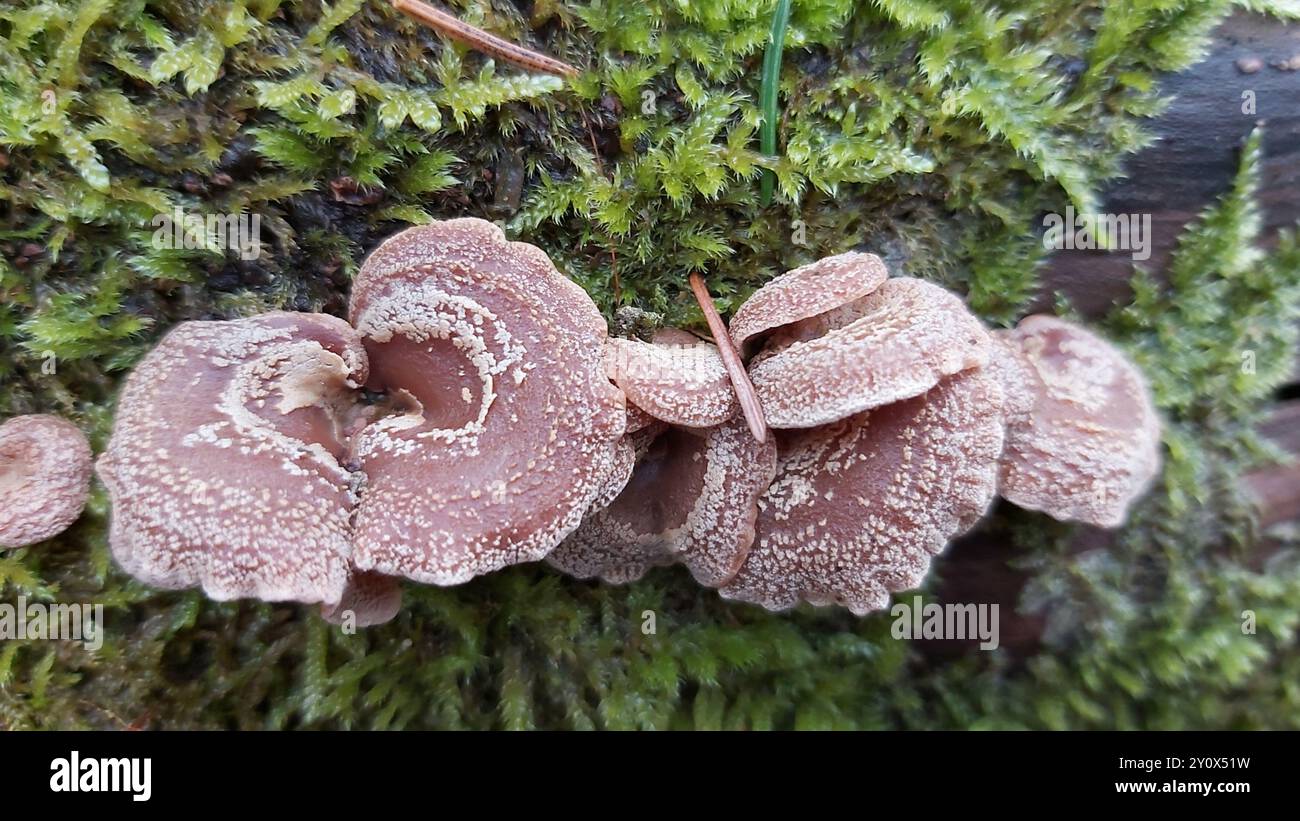 Luminescent Panellus (Panellus stipticus) Fungi Stock Photo - Alamy