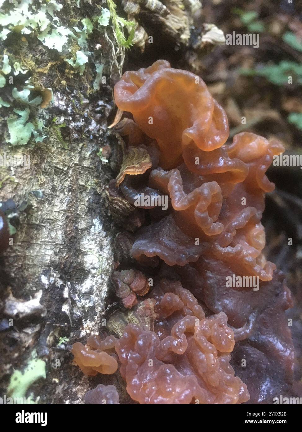 Leafy Brain (Phaeotremella foliacea) Fungi Stock Photo - Alamy
