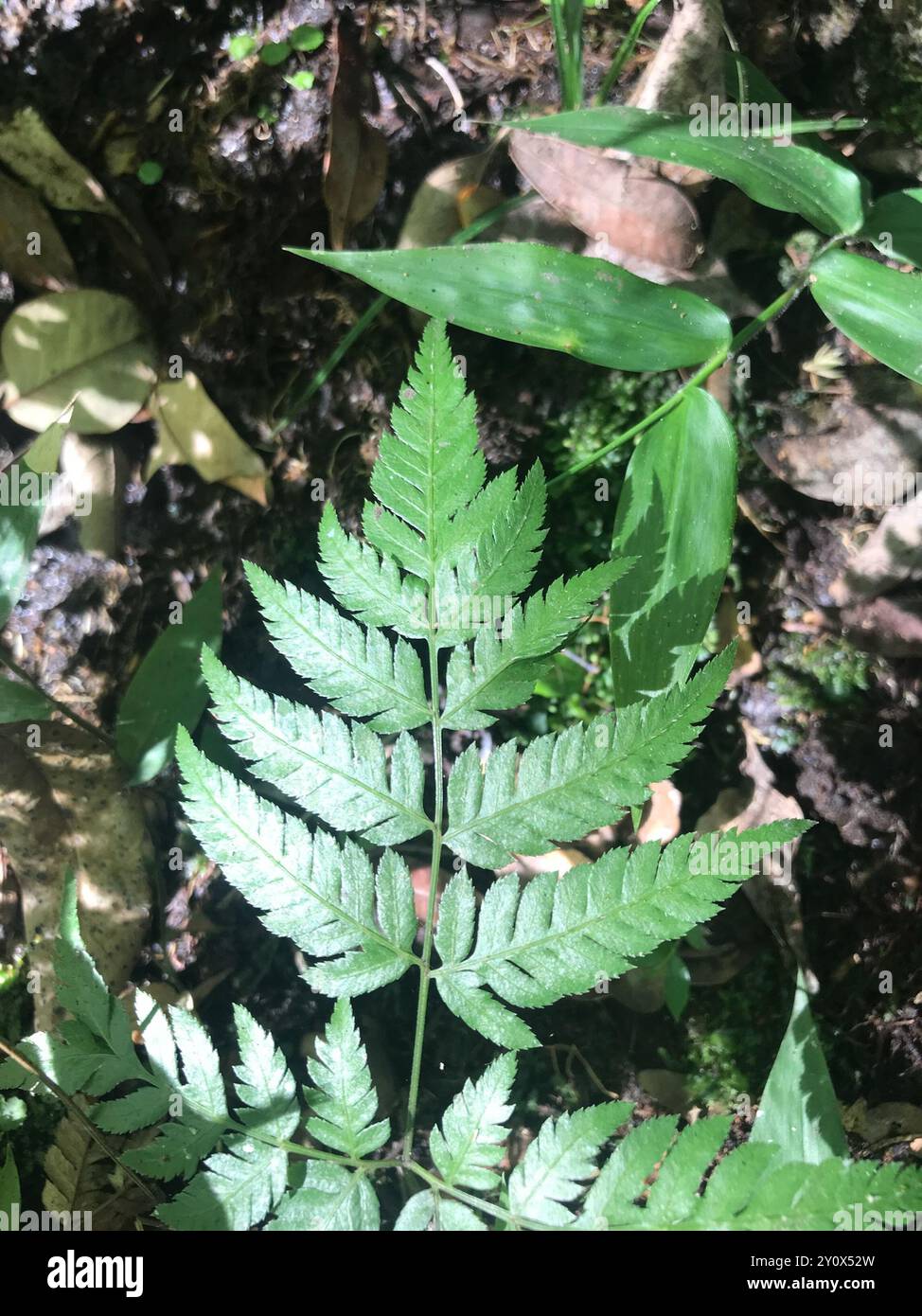 (Pteris deflexa) Plantae Stock Photo - Alamy