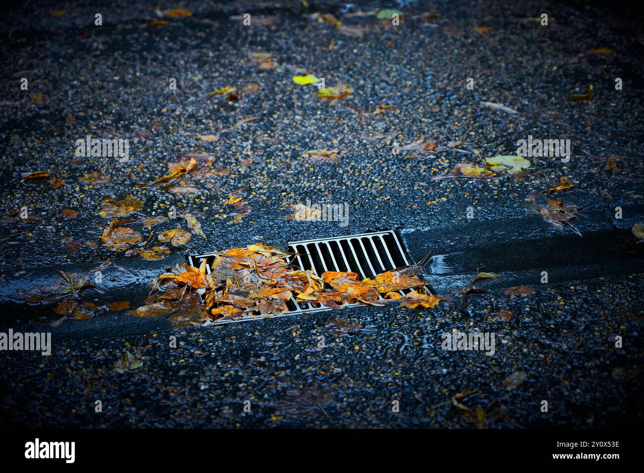 Autumn leaves begin to block a drain during heavy rainfall Stock Photo ...