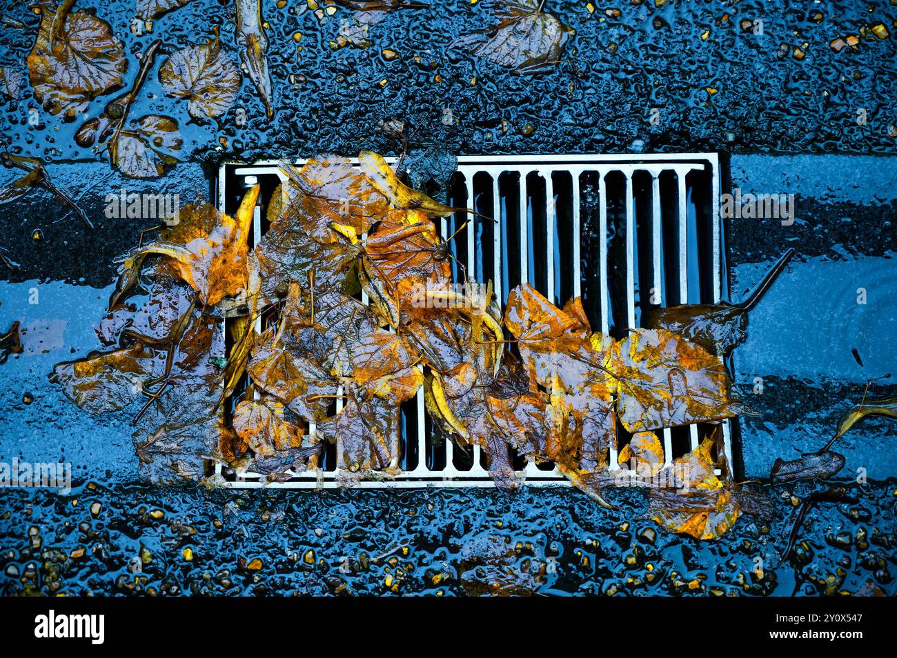 Autumn leaves begin to block a drain during heavy rainfall Stock Photo ...