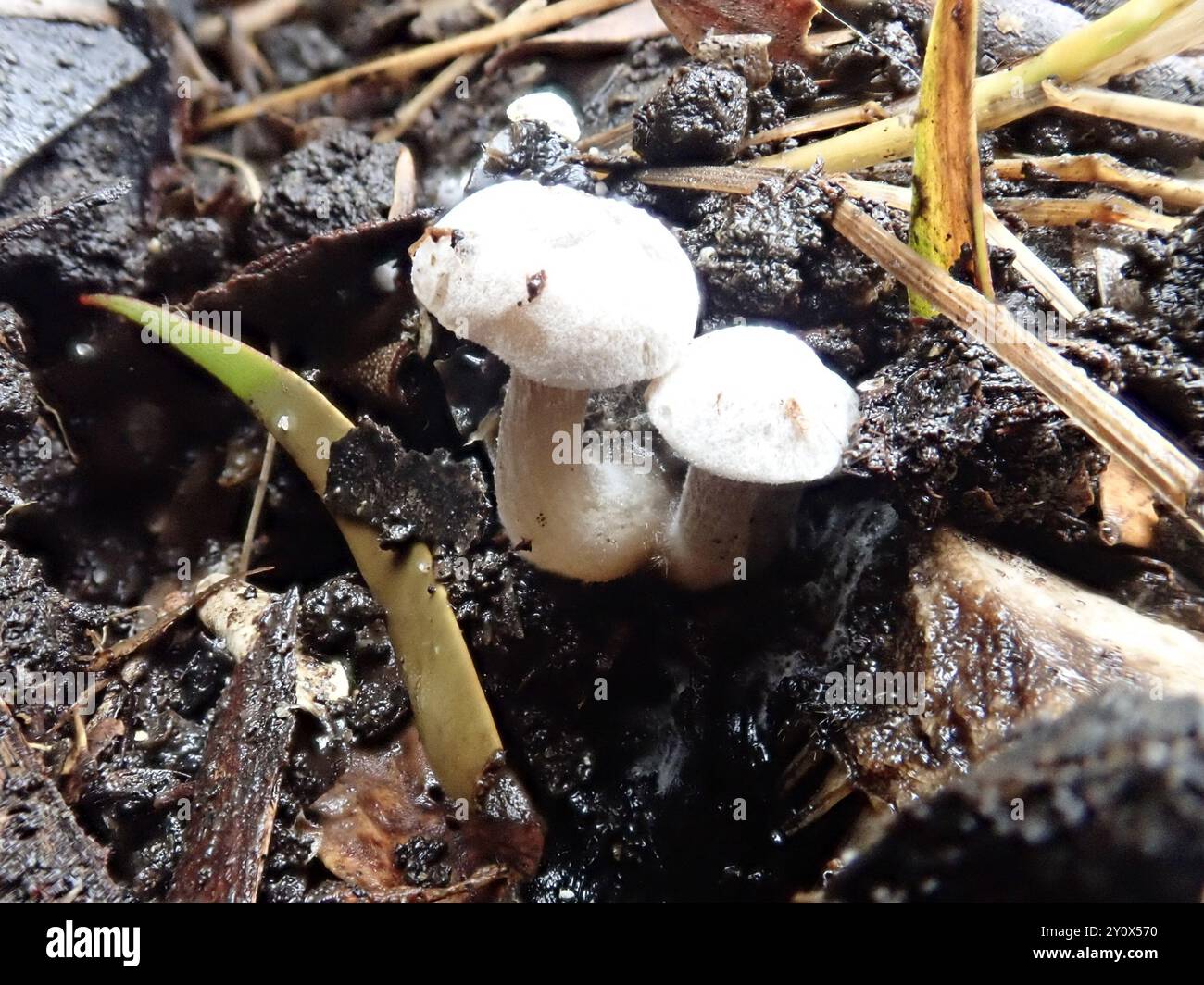 Grey Jockey (Asterophora mirabilis) Fungi Stock Photo - Alamy