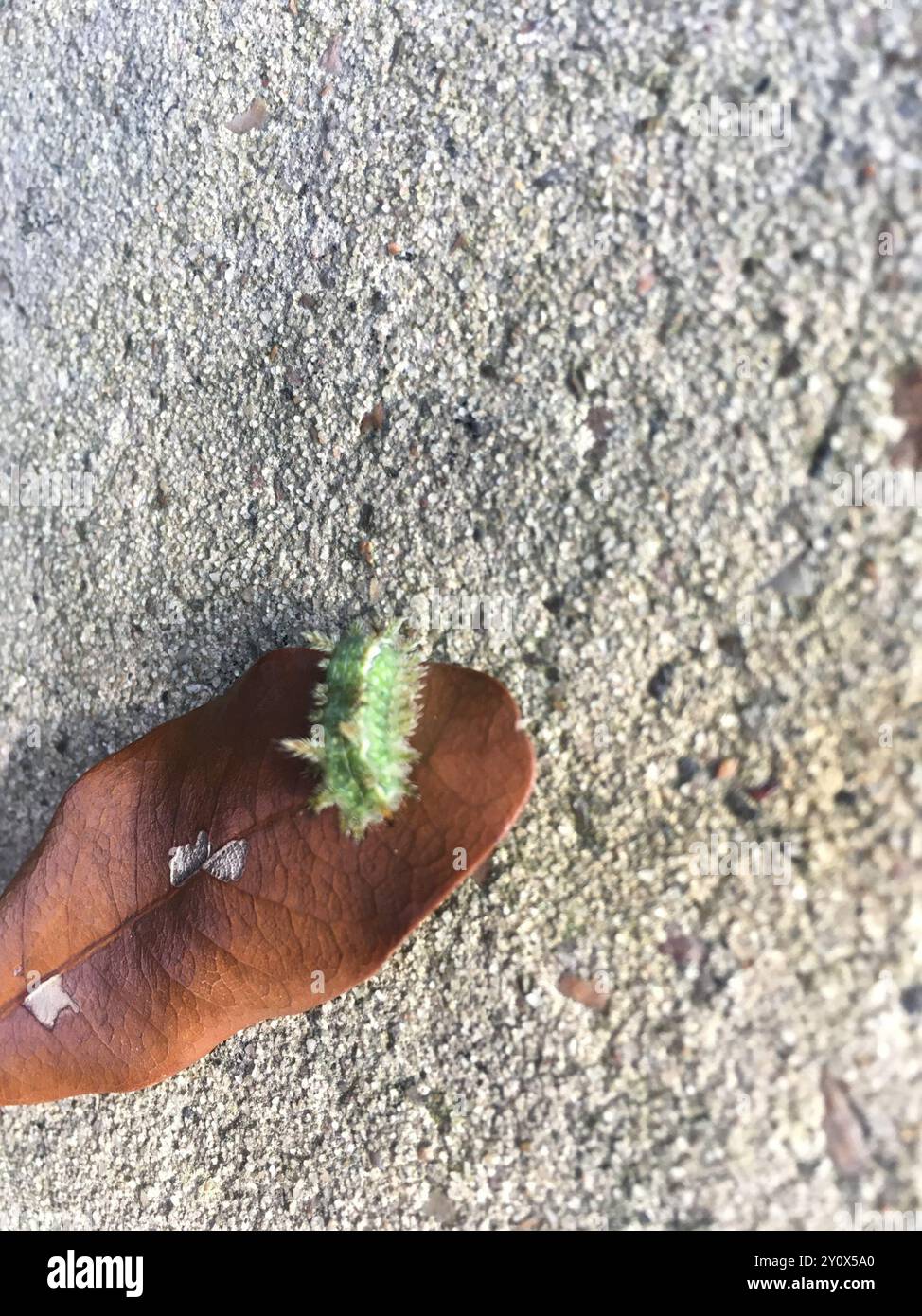 Green Oak-Slug Moth (Euclea incisa) Insecta Stock Photo - Alamy
