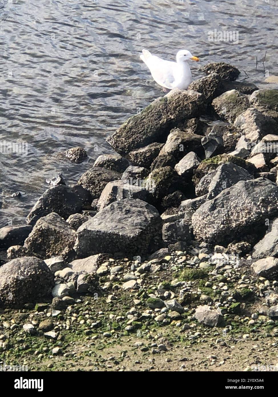 Olympic Gull (Larus glaucescens × occidentalis) Aves Stock Photo - Alamy