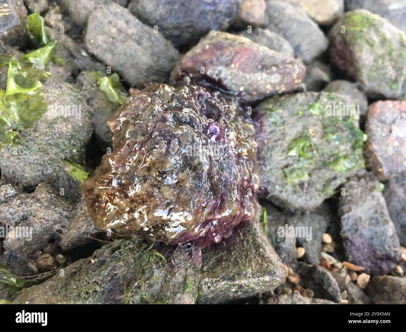 Sea Hares and Akera Snails (Aplysiida) Mollusca Stock Photo - Alamy