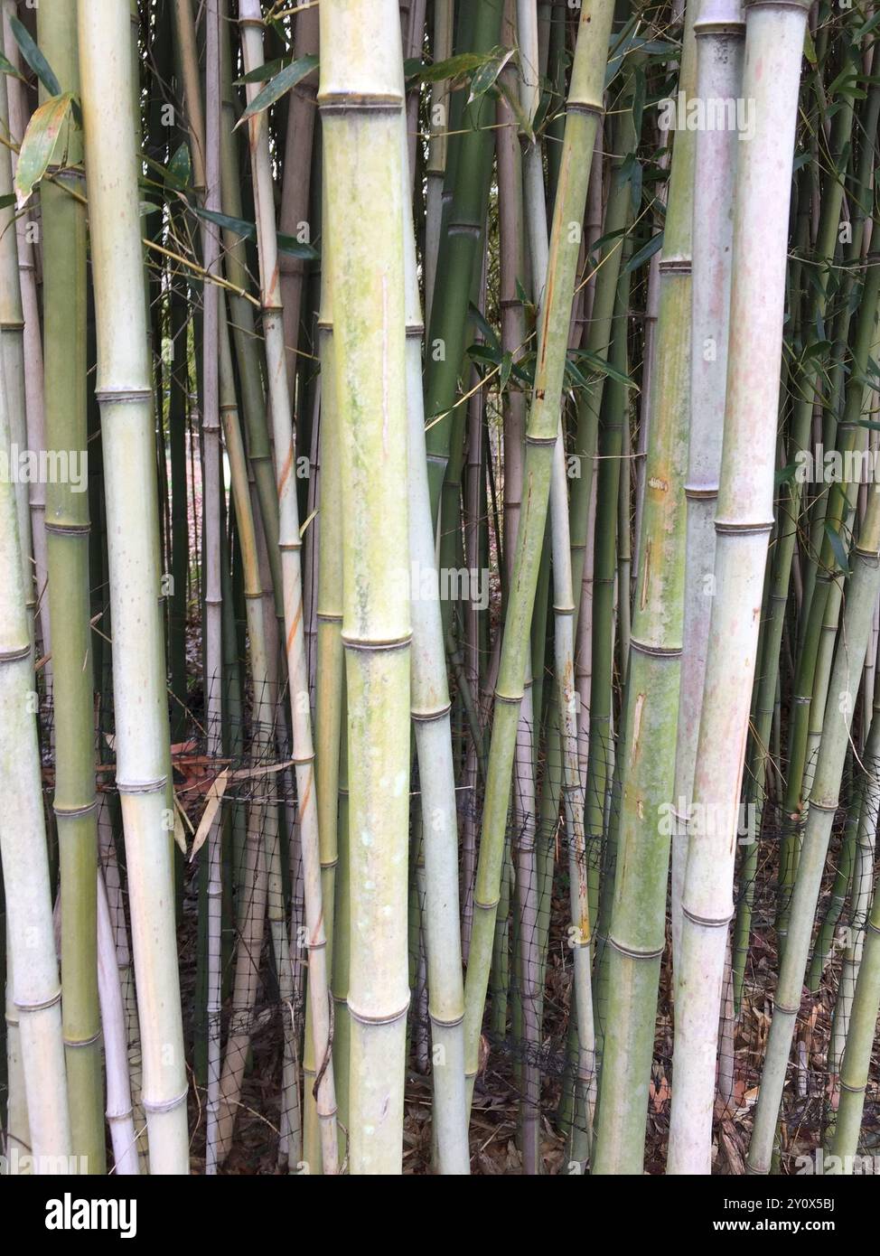fishpole bamboo (Phyllostachys aurea) Plantae Stock Photo - Alamy