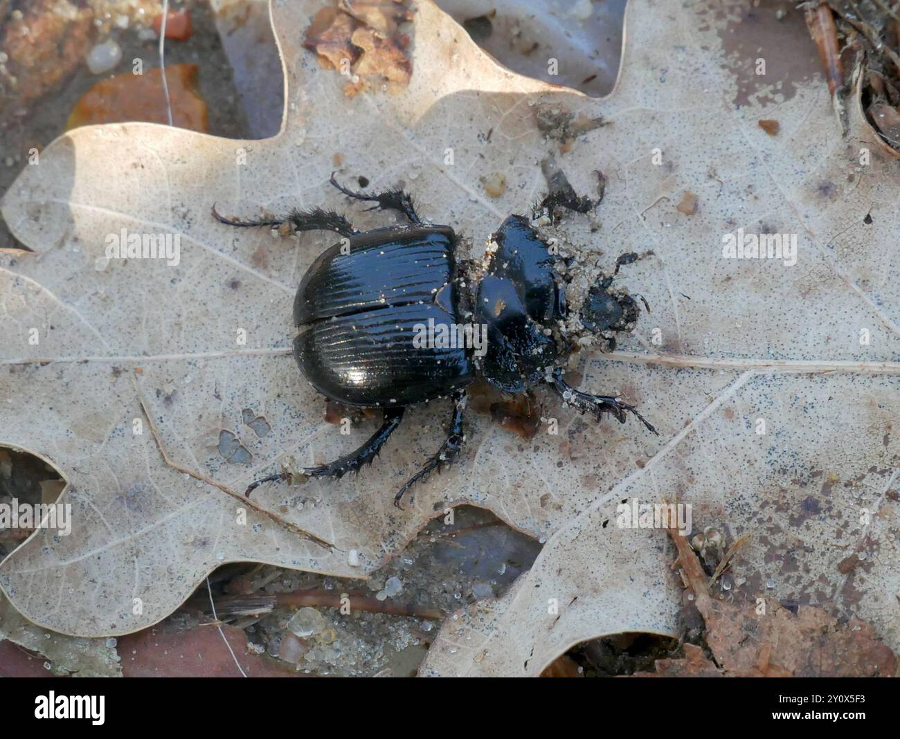 Minotaur Beetle (Typhaeus typhoeus) Insecta Stock Photo - Alamy