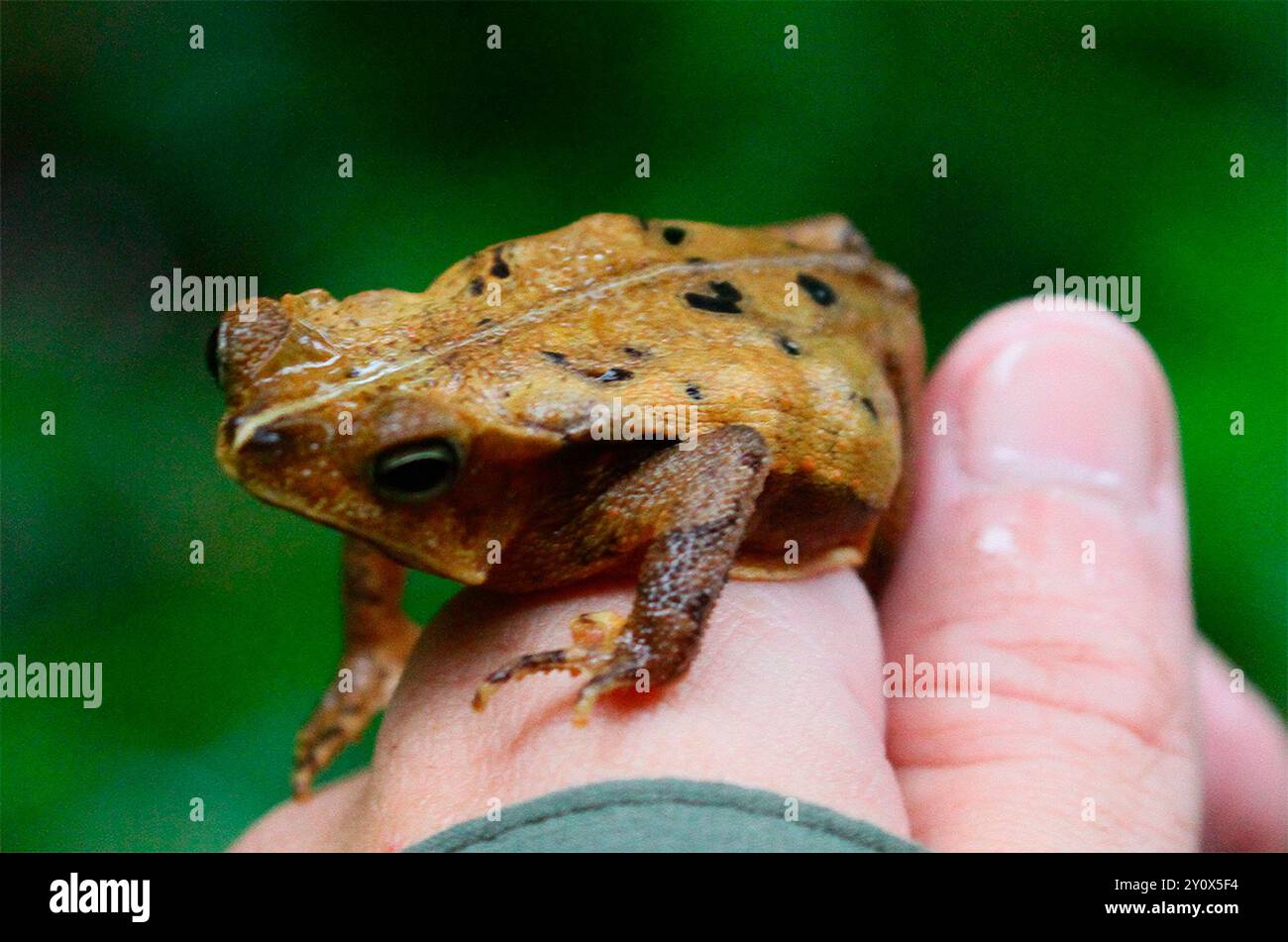 Beaked Toads (Rhinella) Amphibia Stock Photo - Alamy