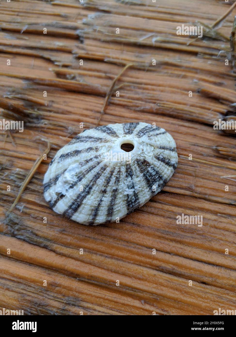 Diodora aspera hi-res stock photography and images - Alamy