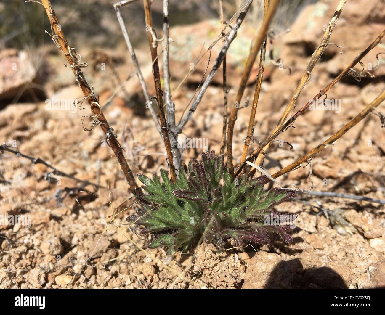 ragleaf bahia (Hymenothrix dissecta) Plantae Stock Photo - Alamy