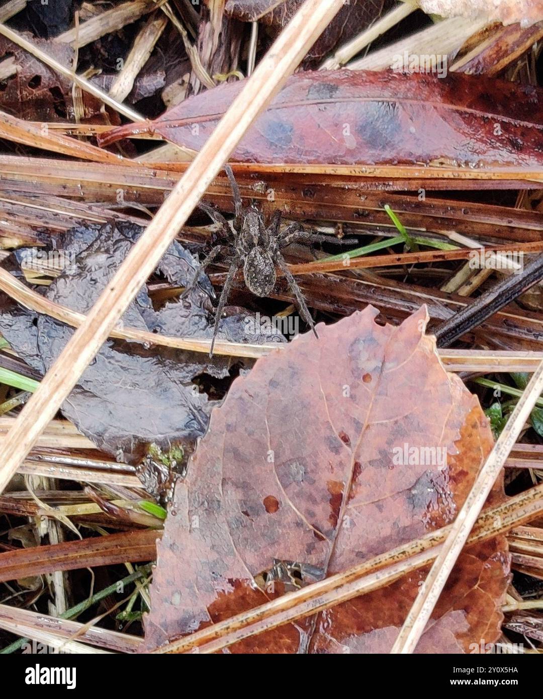 Wolf Spiders (Lycosidae) Arachnida Stock Photo - Alamy